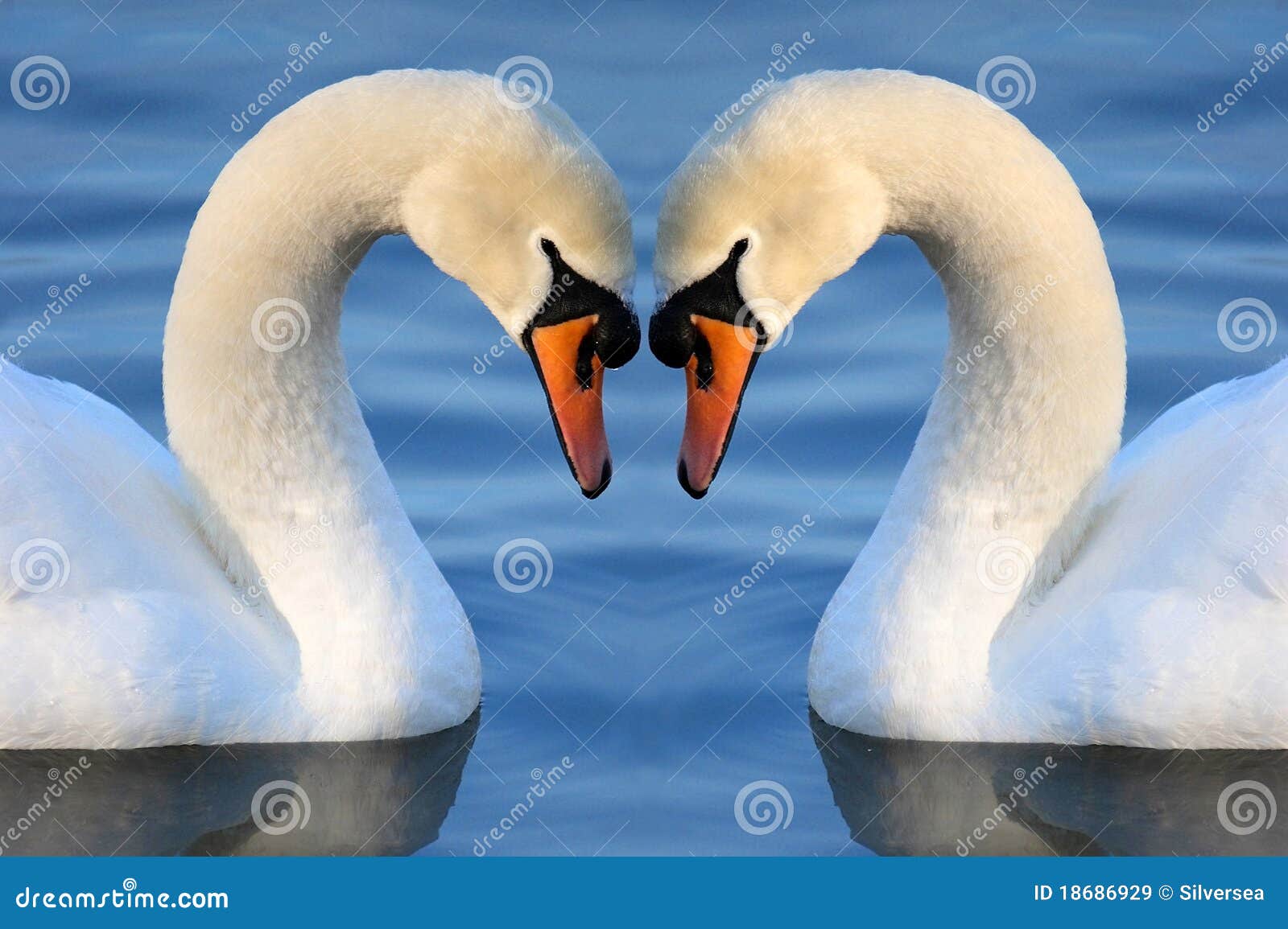 Swan Heart stock image. Image of affection, pair, romance - 18686929