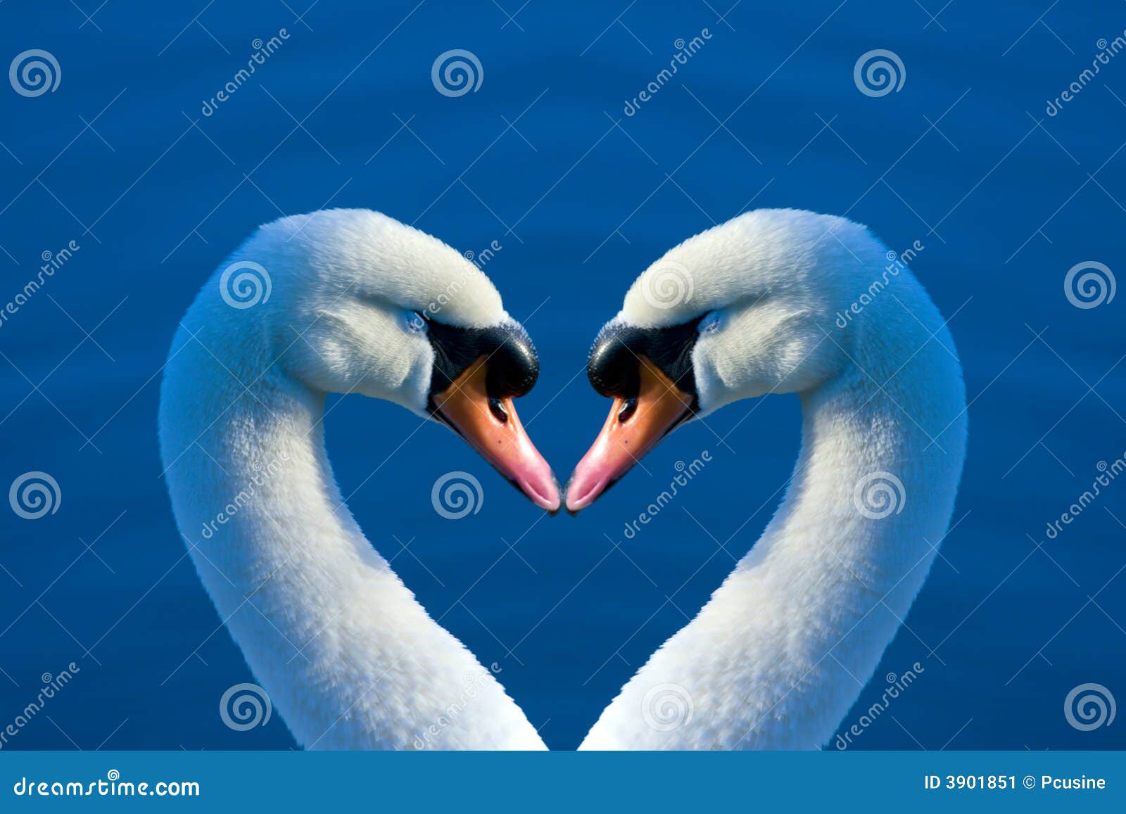 Swan heart stock image. Image of heart, wedding, kiss - 3901851