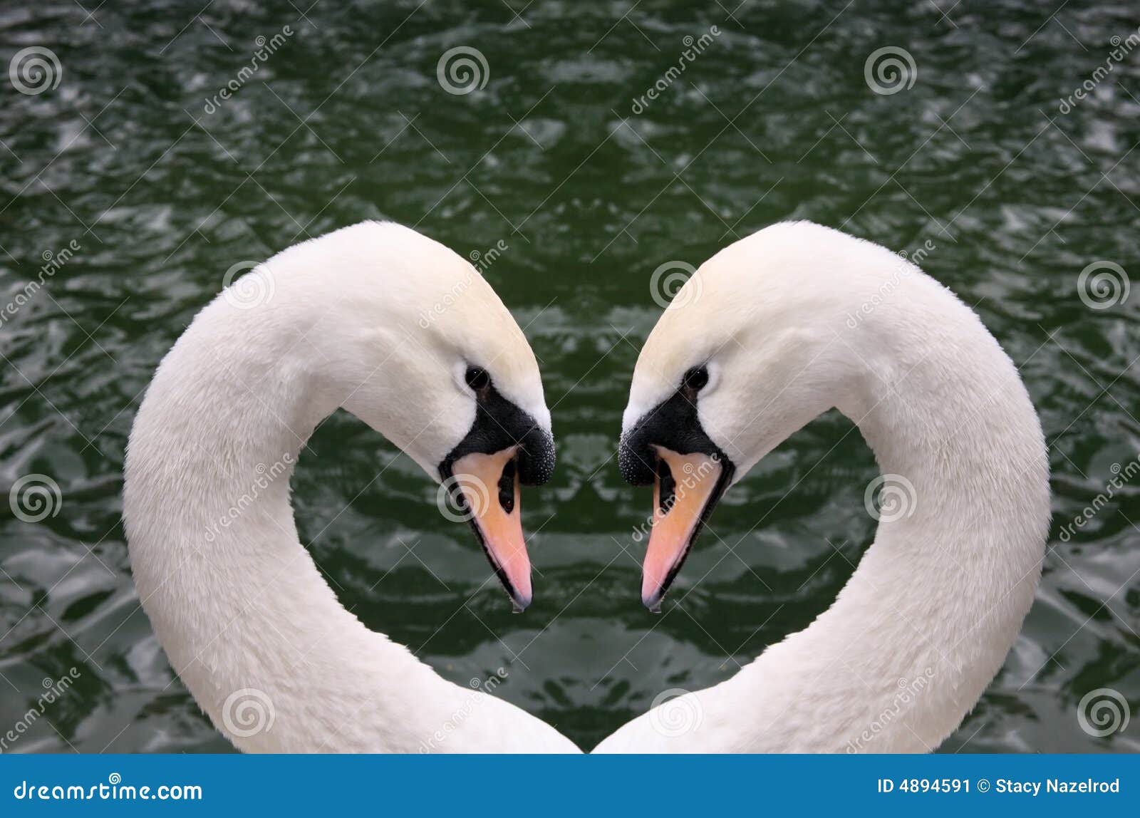 Swan heart stock image. Image of lovely, mirror, beautiful - 4894591