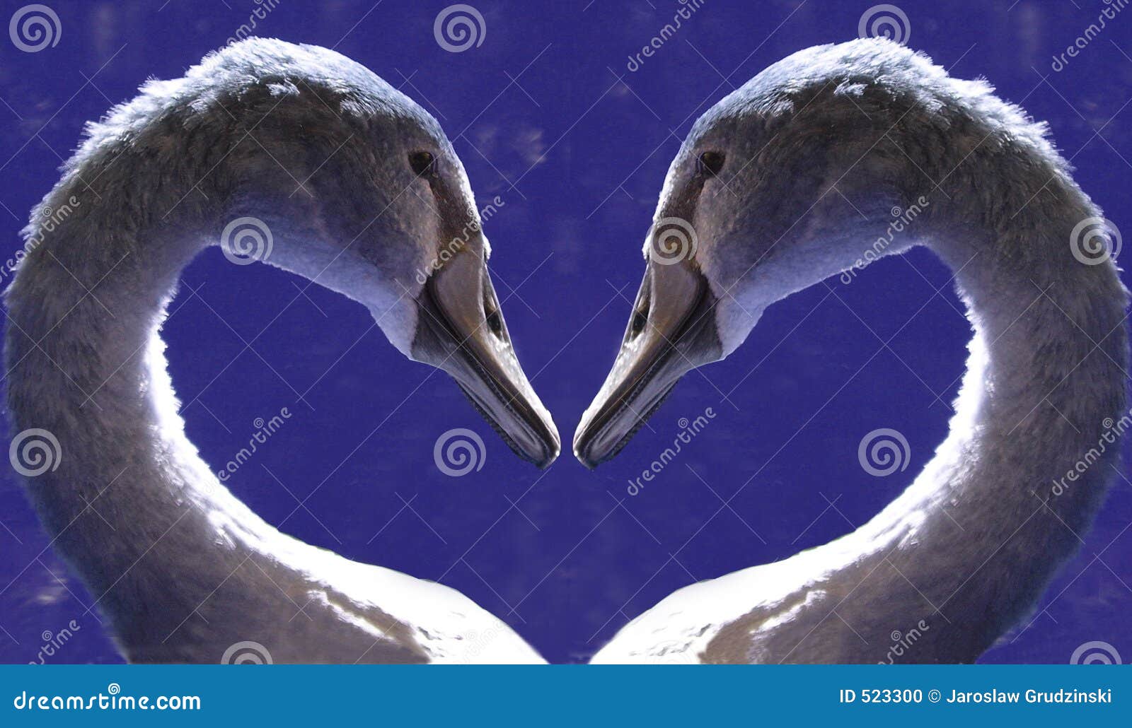Swan heart stock photo. Image of bird, eternal, white, pond - 523300