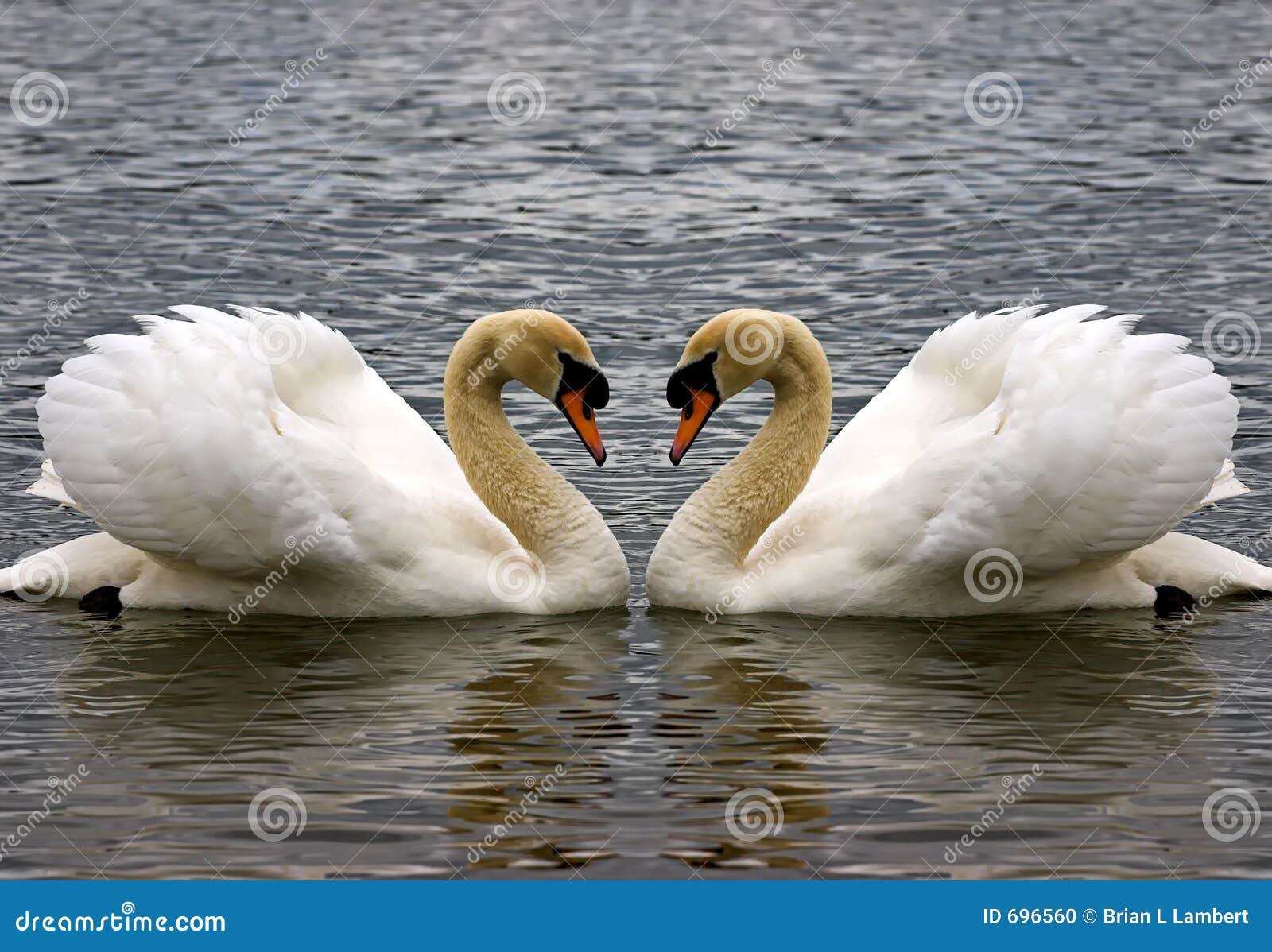 Swan Heart stock photo. Image of beak, birds, love, beaks - 696560