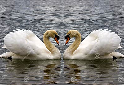Swan Heart stock photo. Image of beak, birds, love, beaks - 696560