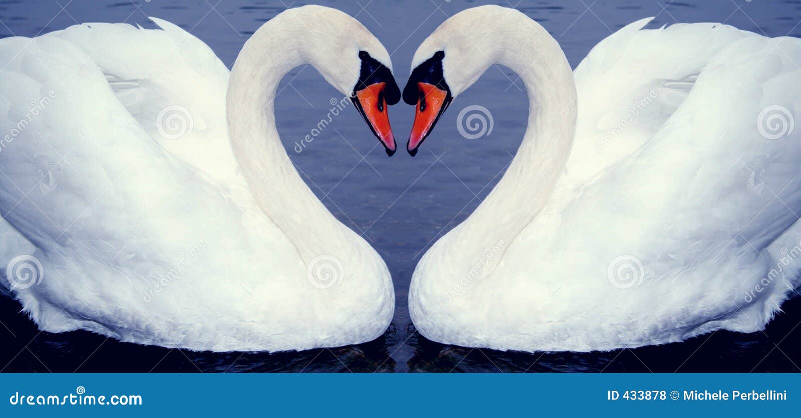 Swan heart s stock photo. Image of lake, river, bonding - 433878