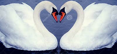 Swan heart s stock photo. Image of lake, river, bonding - 433878