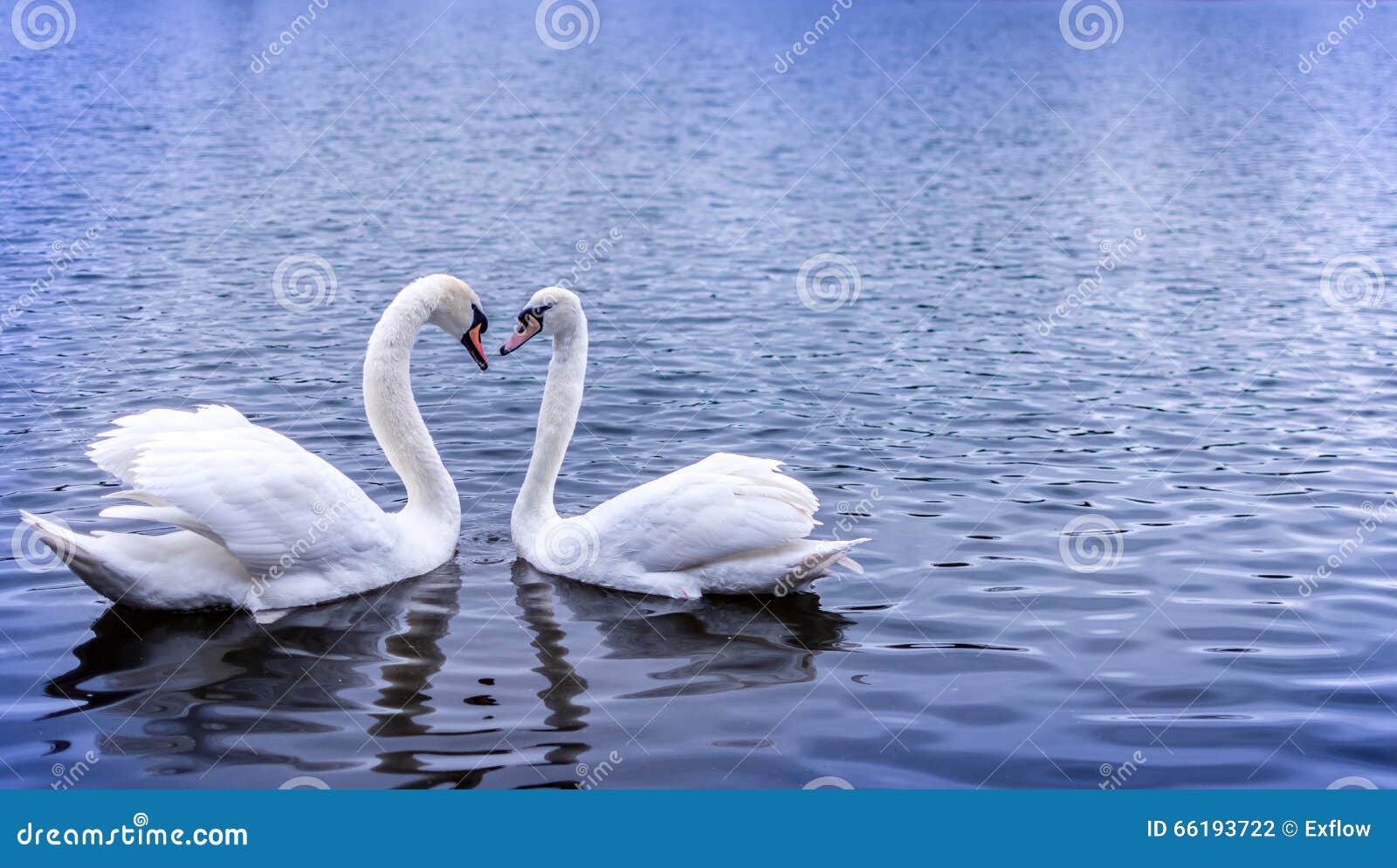 Swan heart stock photo. Image of lake, companion, serpentine - 66193722