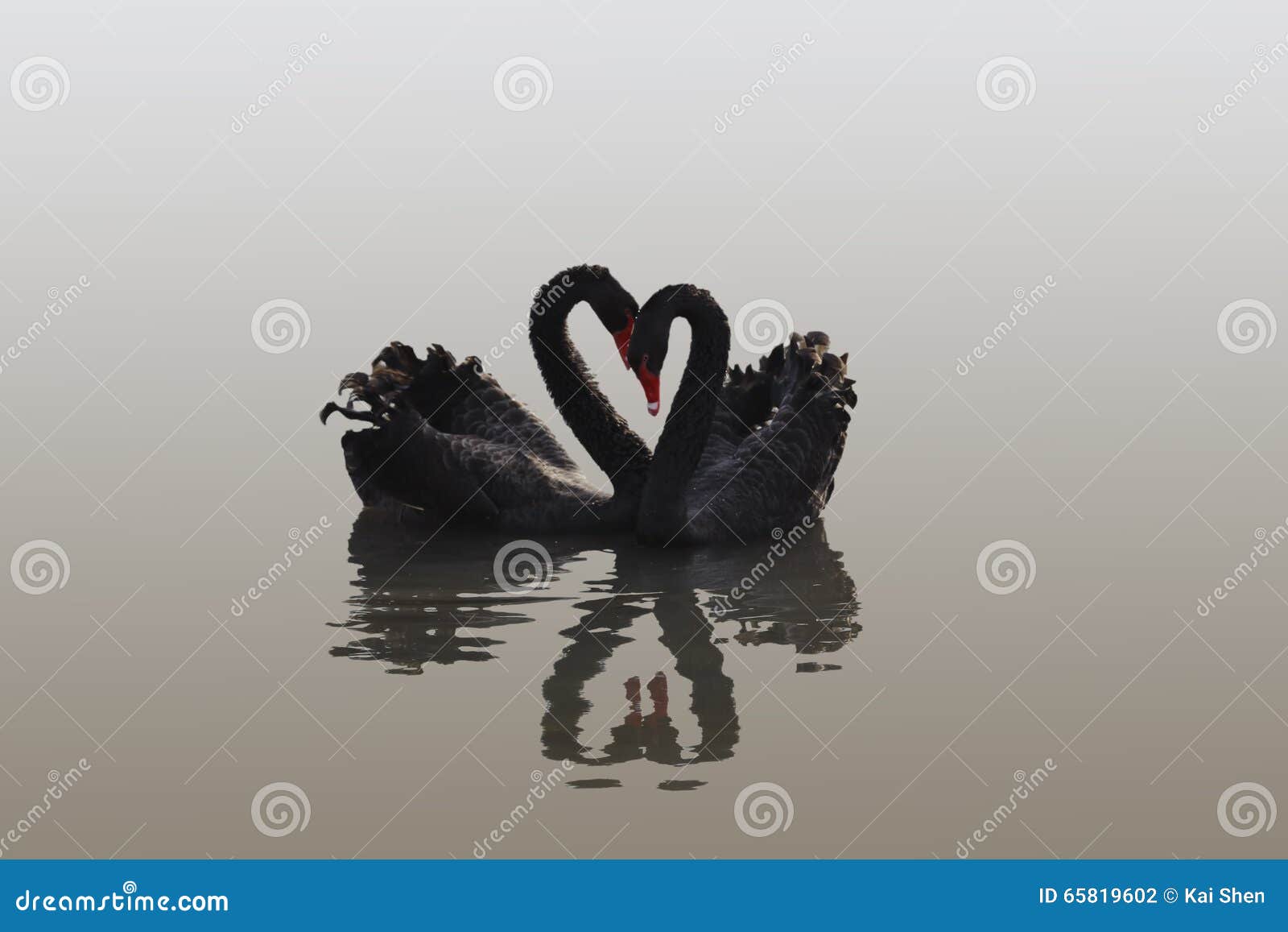 Swan heart stock photo. Image of bride, pair, indestructible - 65819602