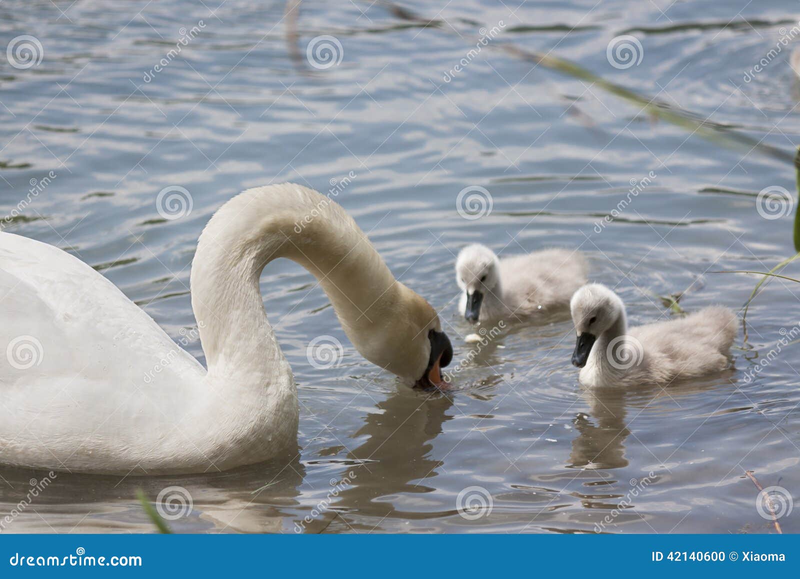 Swan with her chicks stock photo. Image of small, swim - 42140600