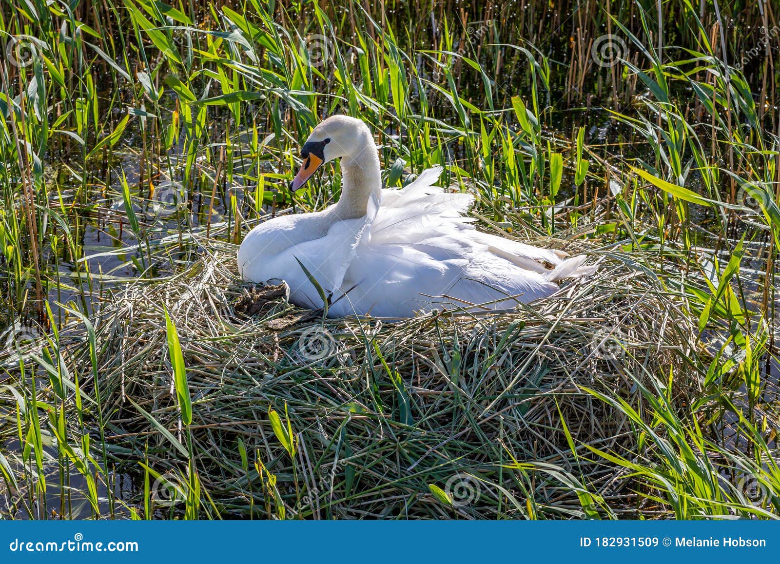 A Nesting Swan stock image. Image of bird, focus, pretty - 182931509