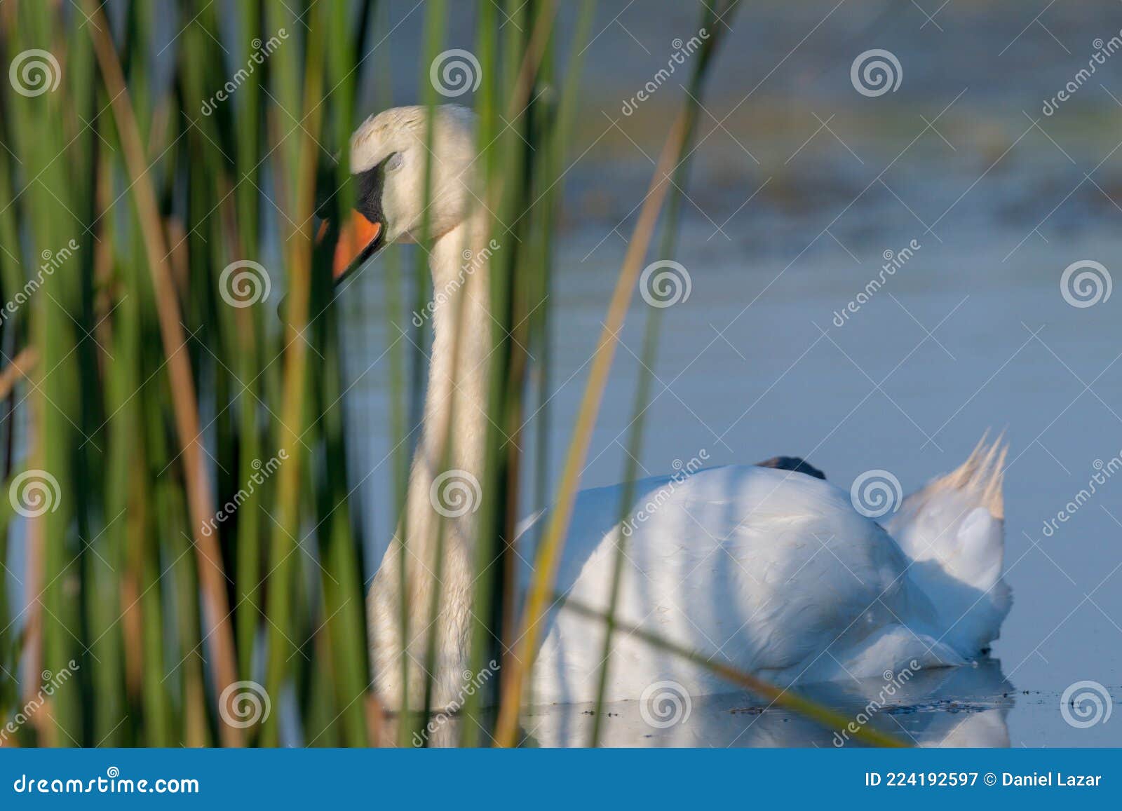 Swan Hiding in Reed in Early Morning Summer Stock Image - Image of nest ...