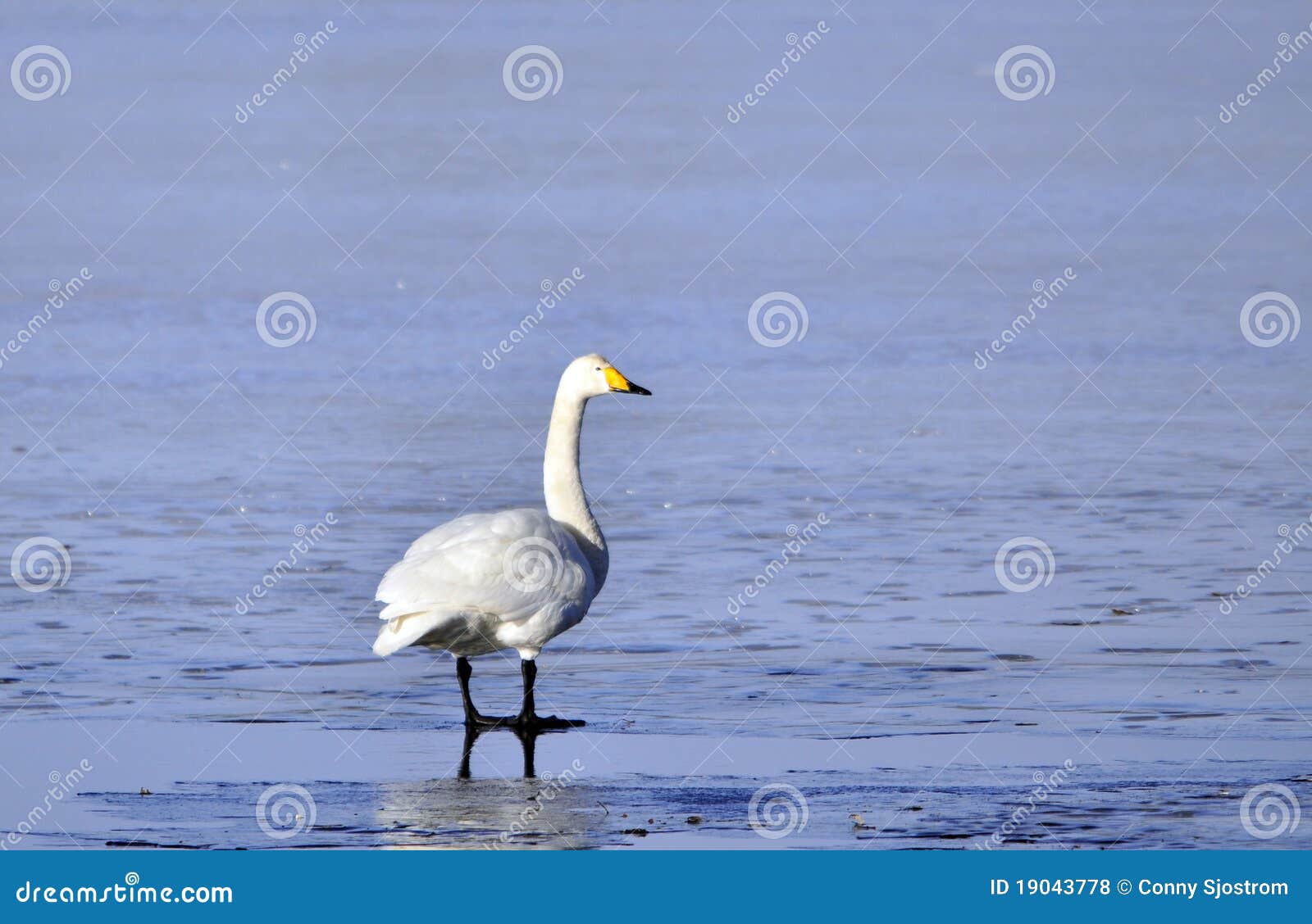 Swan on ice stock photo. Image of bird, swan, animal - 19043778