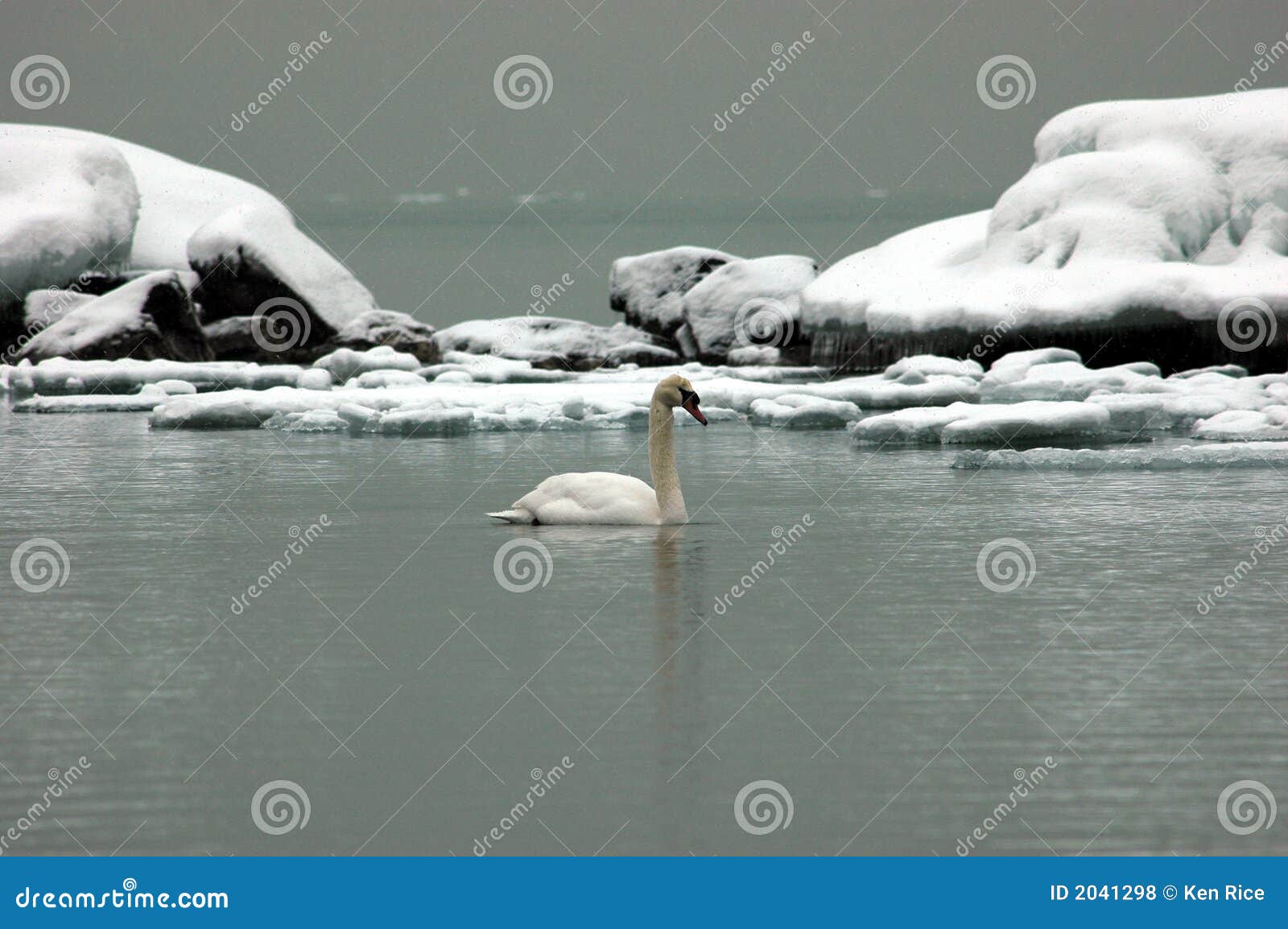 Swan on ice stock photo. Image of visit, fairy, warming - 2041298