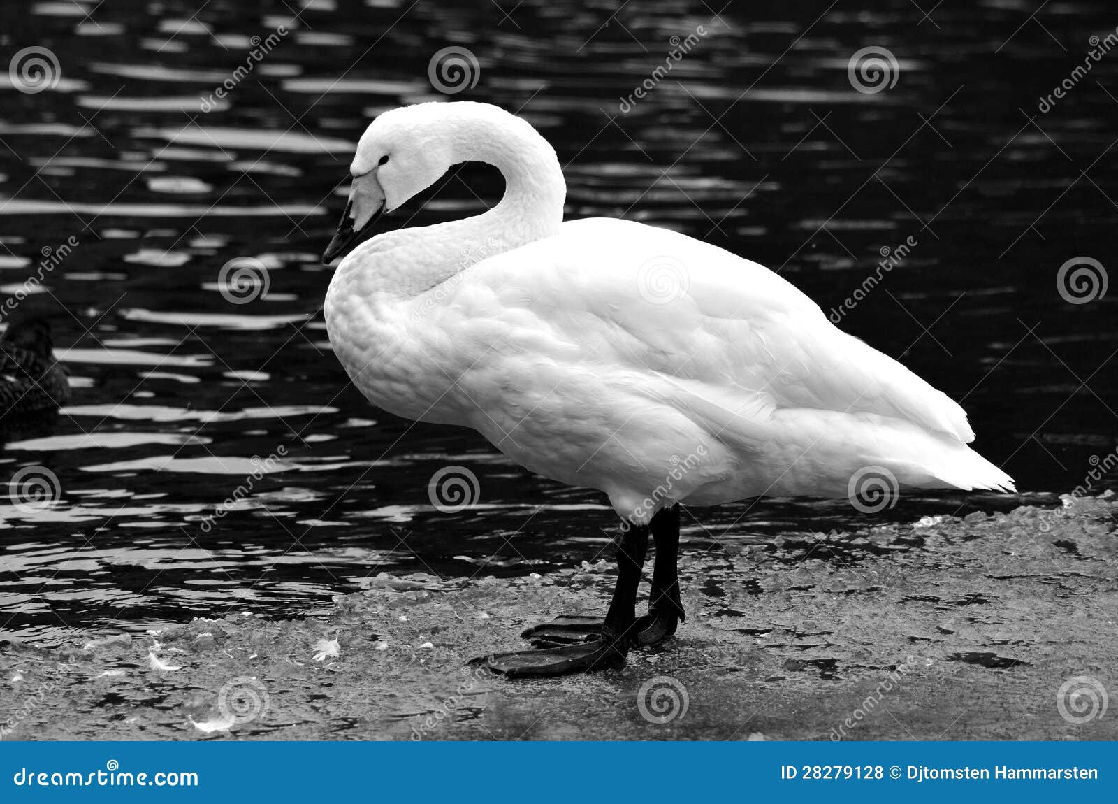 A swan on the ice stock photo. Image of loving, holiday - 28279128