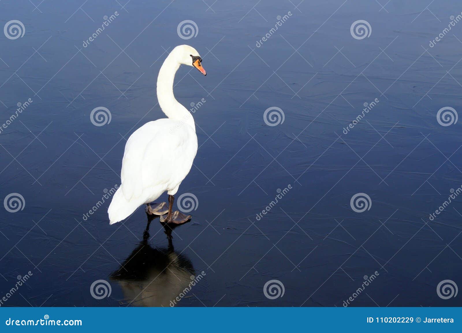 Swan on ice stock image. Image of swanlike, lake, winter - 110202229