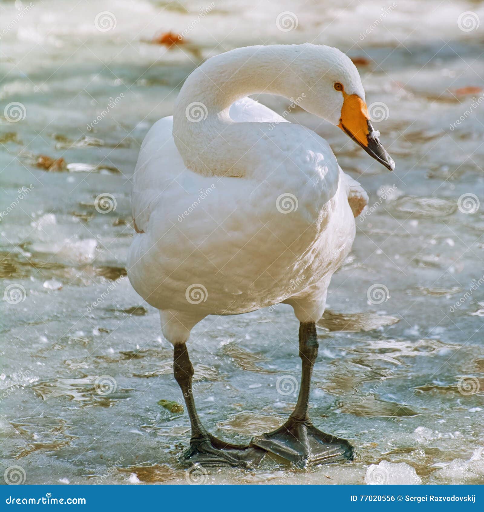 Swan on Ice stock photo. Image of frost, frozen, perched - 77020556