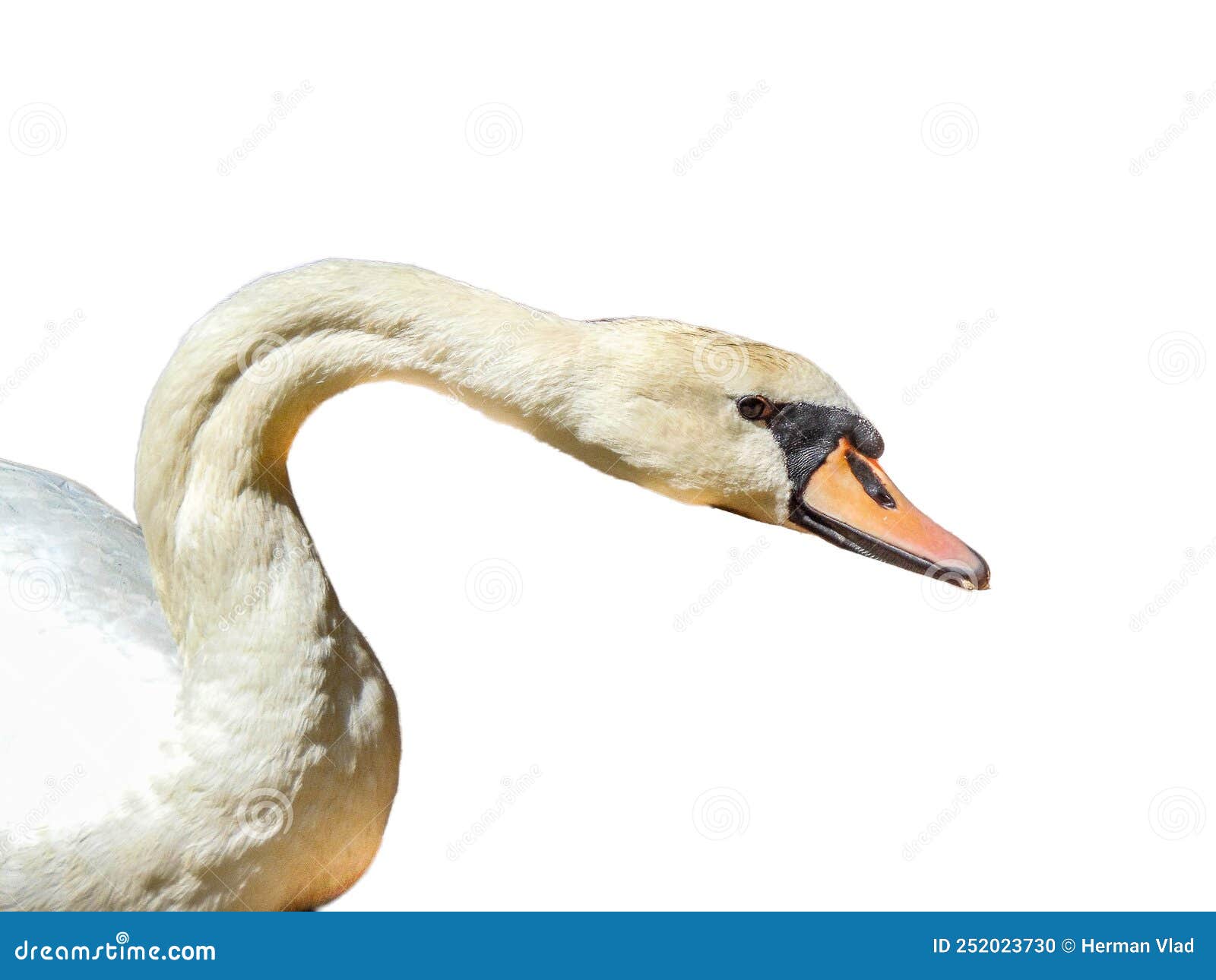 Swan Isolated on White Background Stock Photo - Image of background ...