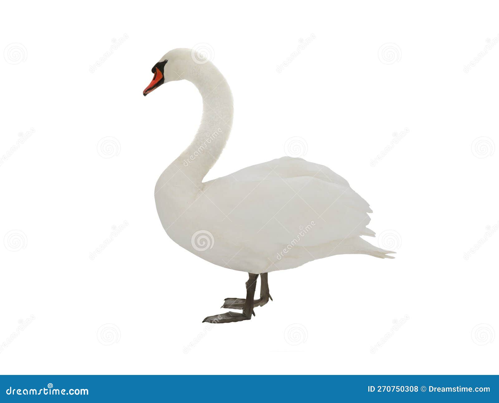 Swan Isolated on White Background Stock Photo - Image of beauty ...