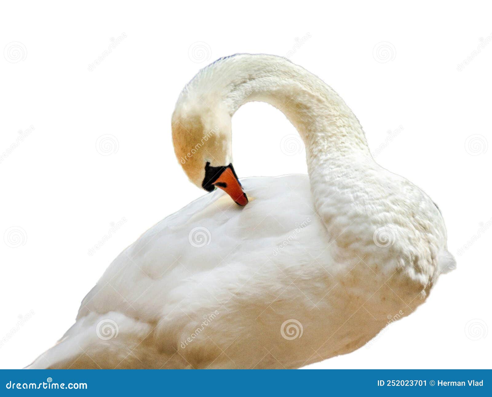Swan Isolated on White Background Stock Image - Image of wildlife ...