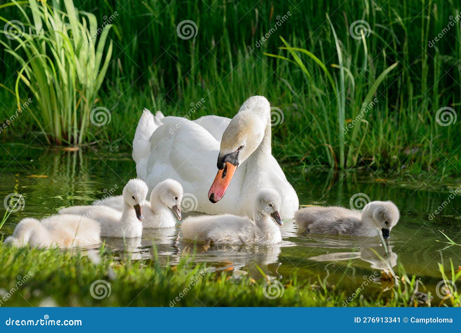 Swan and Its Babies Closeup Stock Image - Image of childhood, lake ...