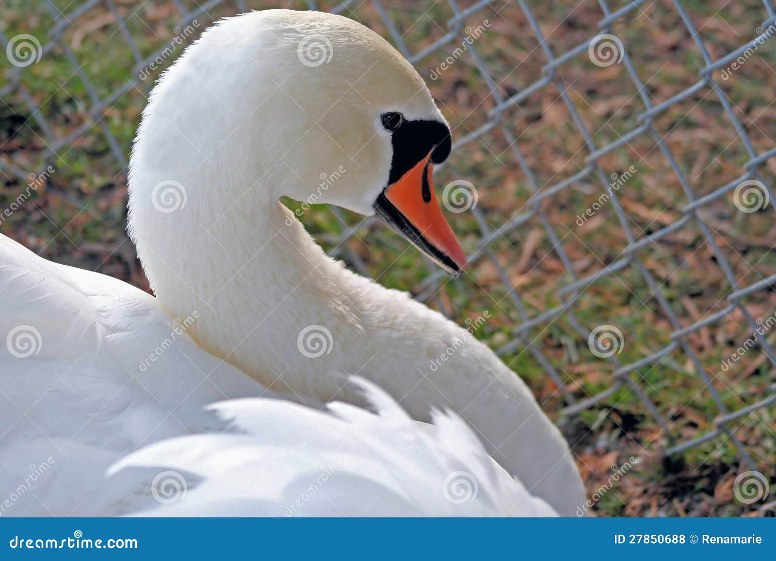 Swan Kept in Caged Pen stock photo. Image of penned, bird - 27850688