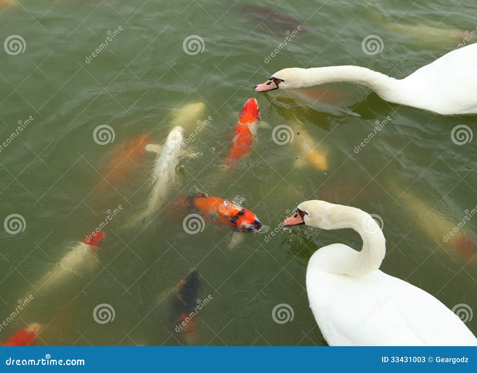 Swan With Koi Fish Swimming In Pond Royalty-Free Stock Photography ...