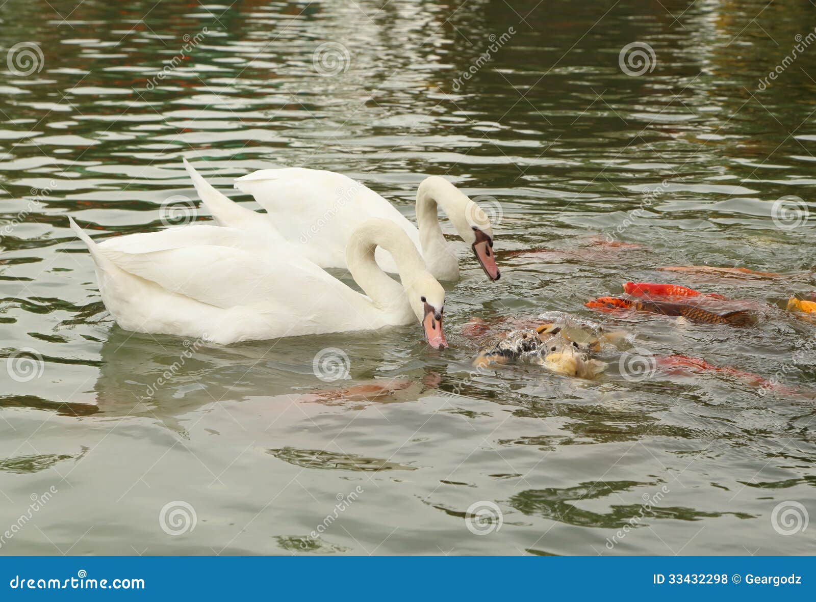 Swan with Koi Fish Swimming in Pond Stock Photo - Image of bird, hungry ...