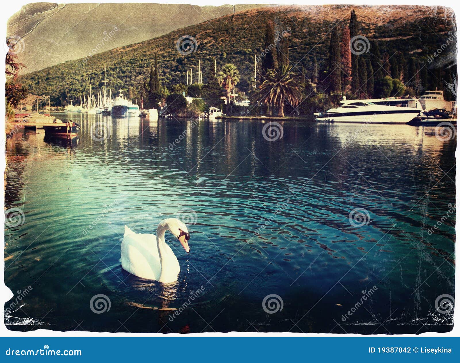 Swan at the lagoon stock photo. Image of ombla, pictorial - 19387042