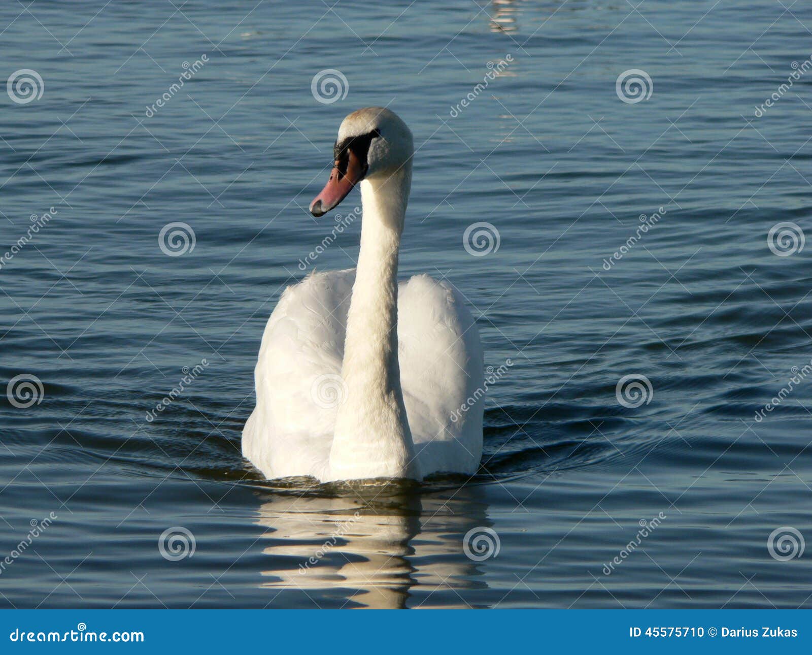 Swan in the lagoon stock photo. Image of romantic, pond - 45575710