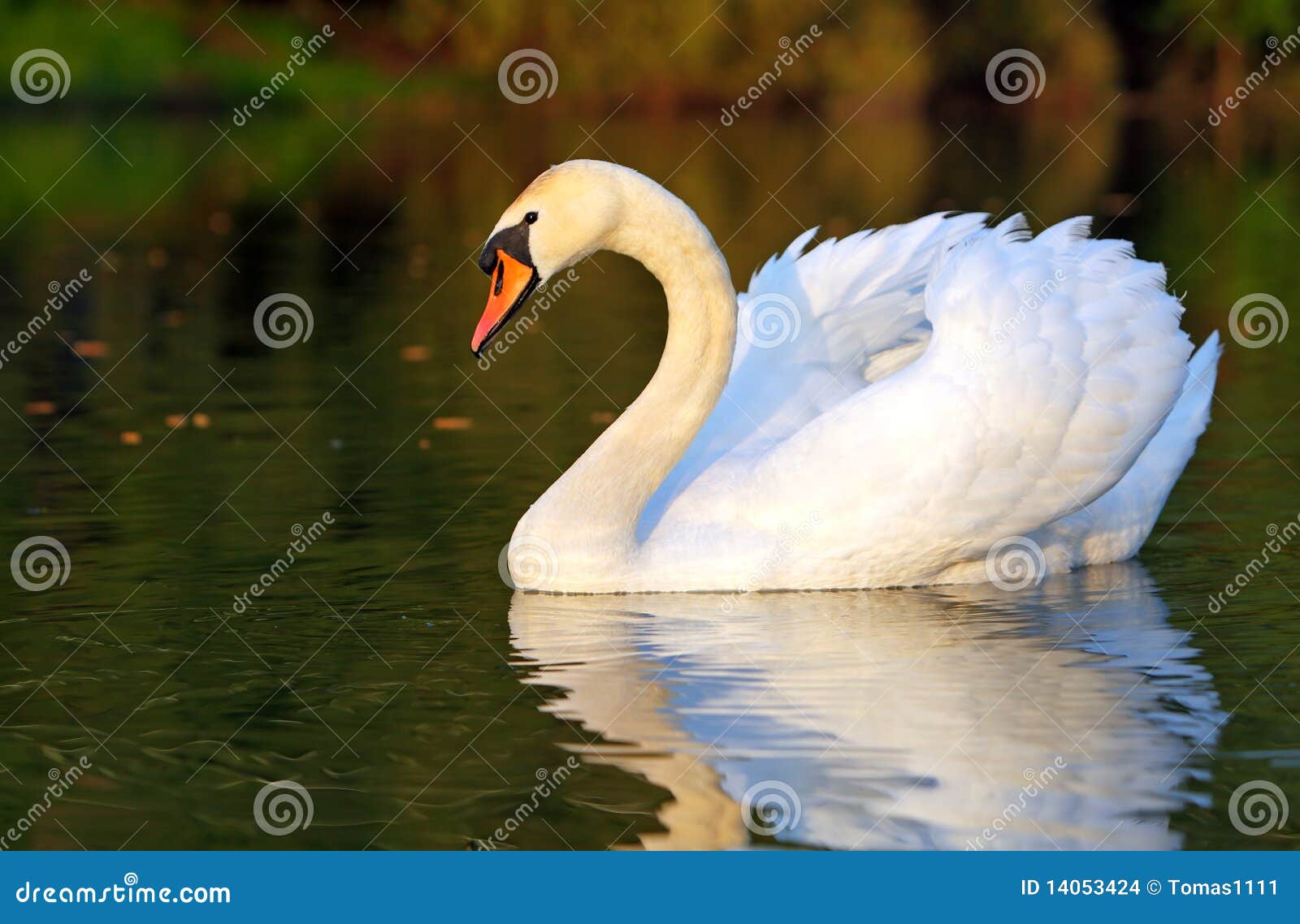 Swan in lake stock photo. Image of reflections, black - 14053424