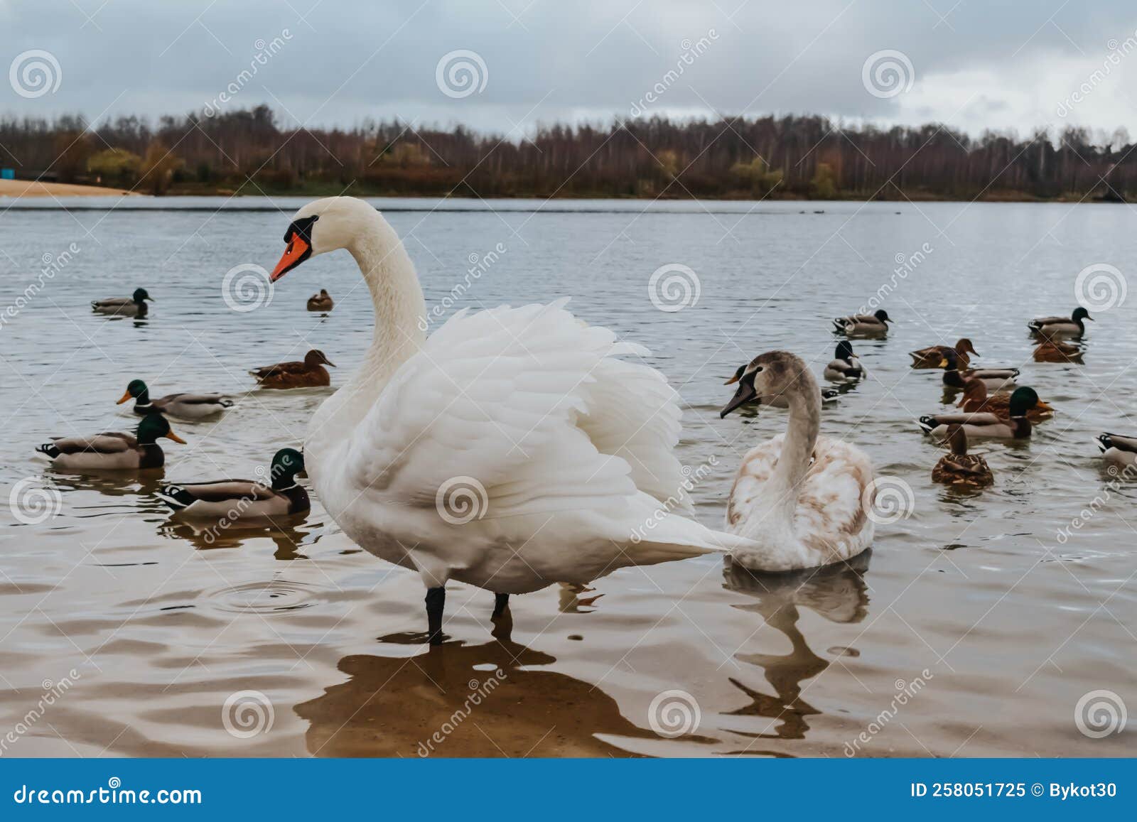 Mute Swan and Mallards in the Lake. Birds in Nature Stock Image - Image ...