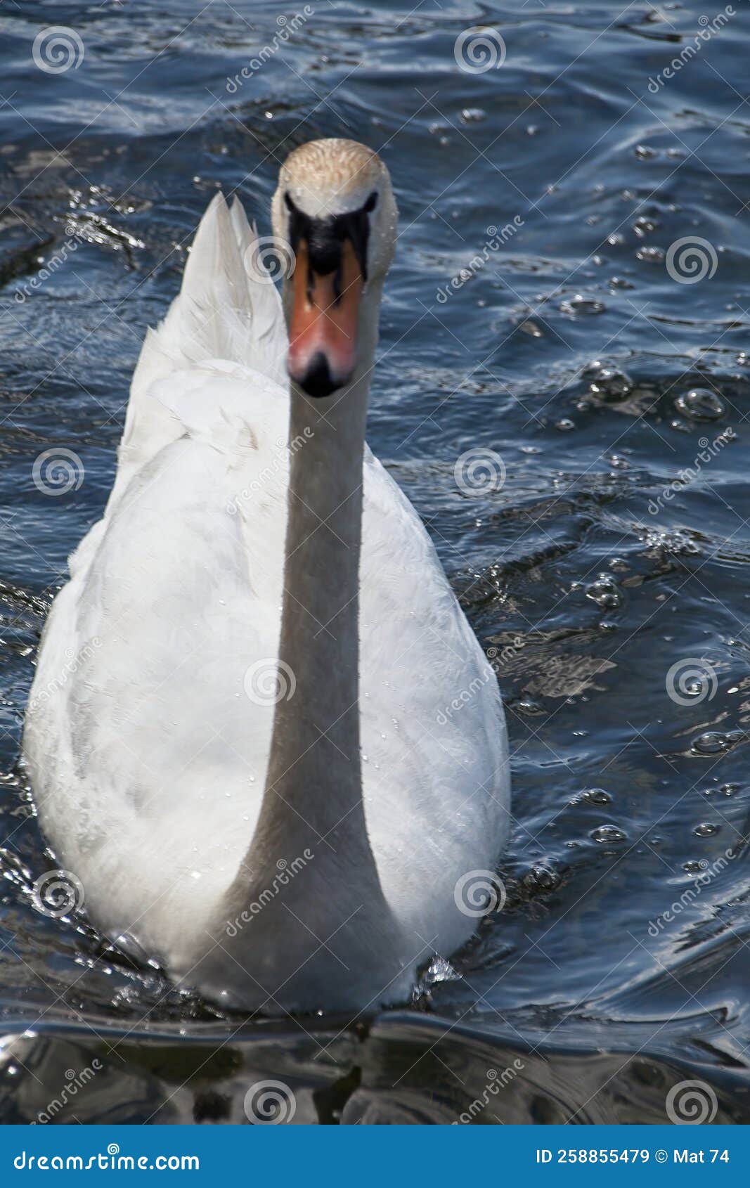 Swan on the lake stock image. Image of beauty, lake - 258855479