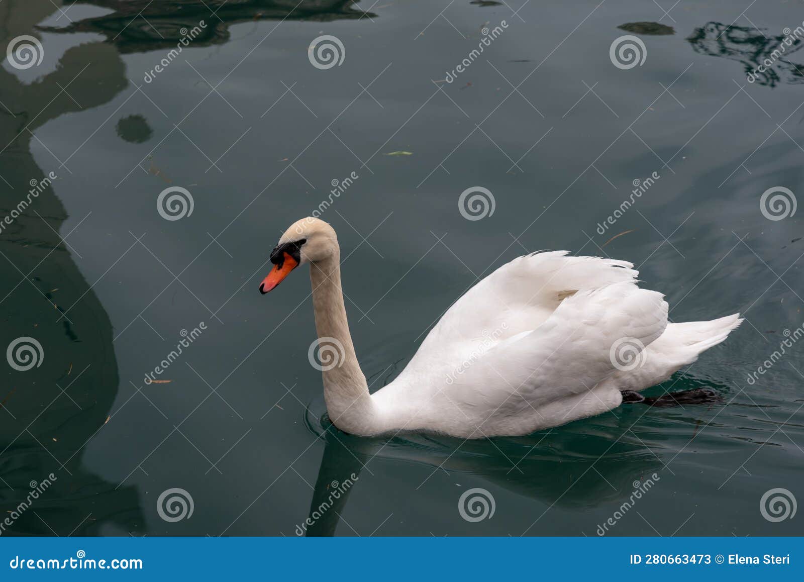 Swan at the lake stock image. Image of animal, wing - 280663473