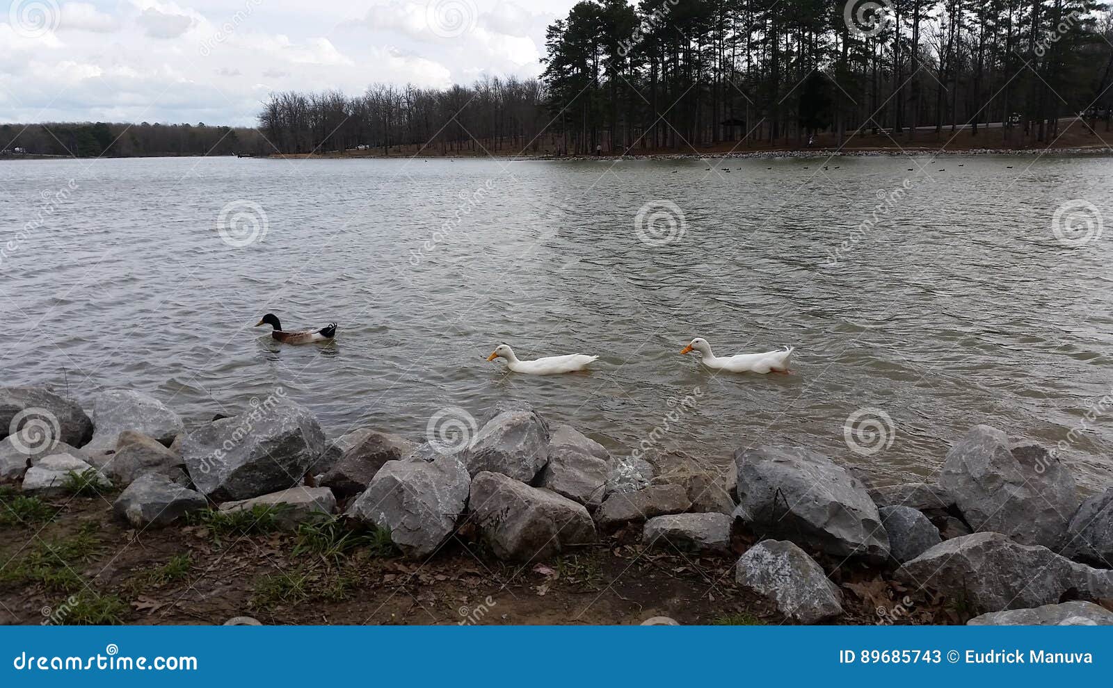Swan lake stock image. Image of nature, love, swan, water - 89685743