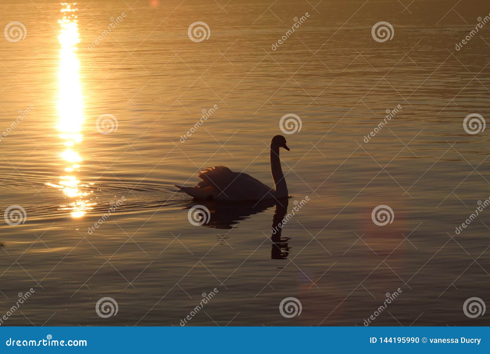 Swan on the lake stock photo. Image of swan, lake - 144195990