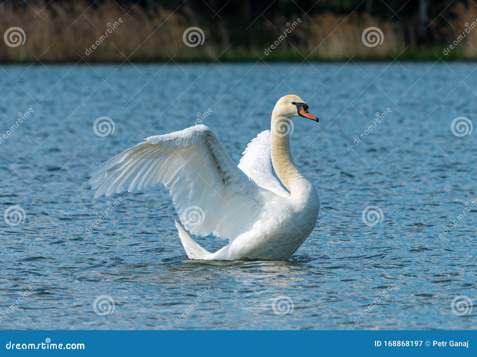 Cygnet Flapping Its Tiny Wings, Inside A Group Of Mute Swan Young ...