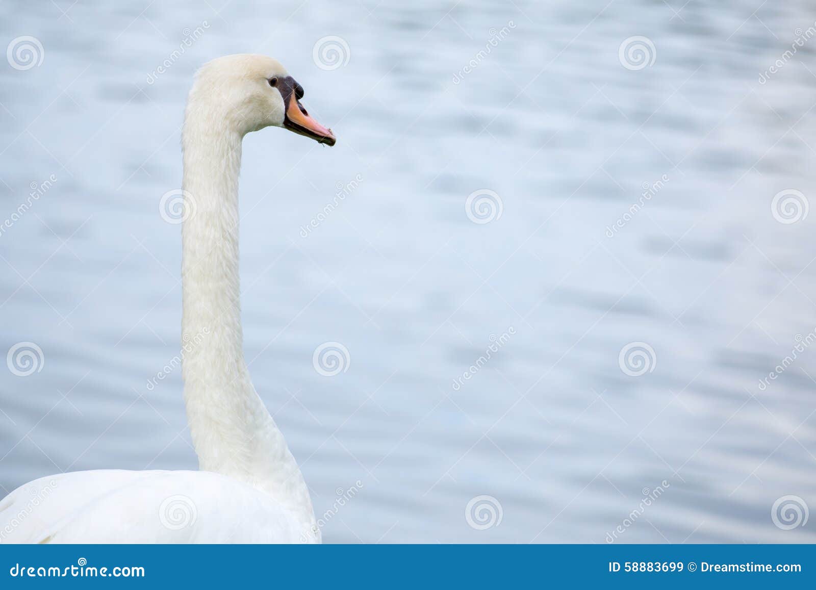 Swan with lake stock image. Image of lonely, graceful - 58883699
