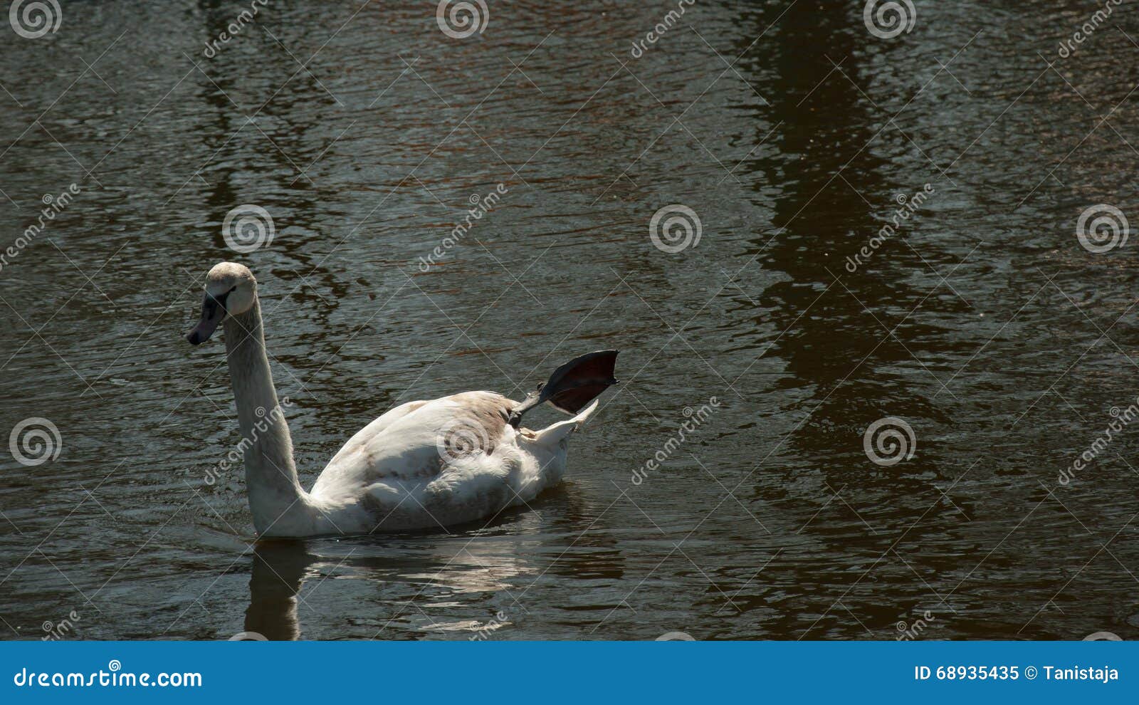Swan Pulls Stock Photos - Free & Royalty-Free Stock Photos from Dreamstime