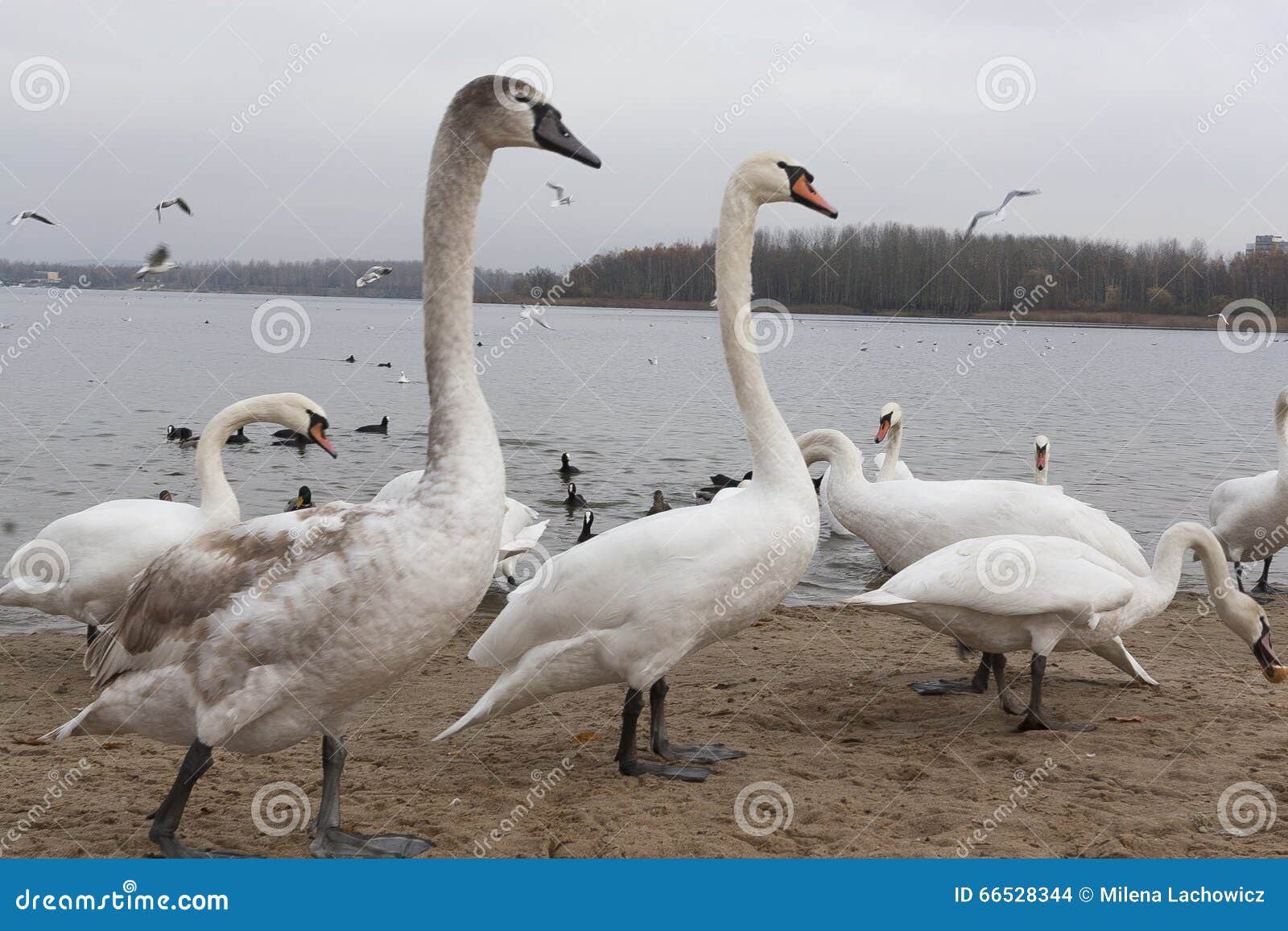 Swan stock photo. Image of amorousness, emotion, eternity - 66528344