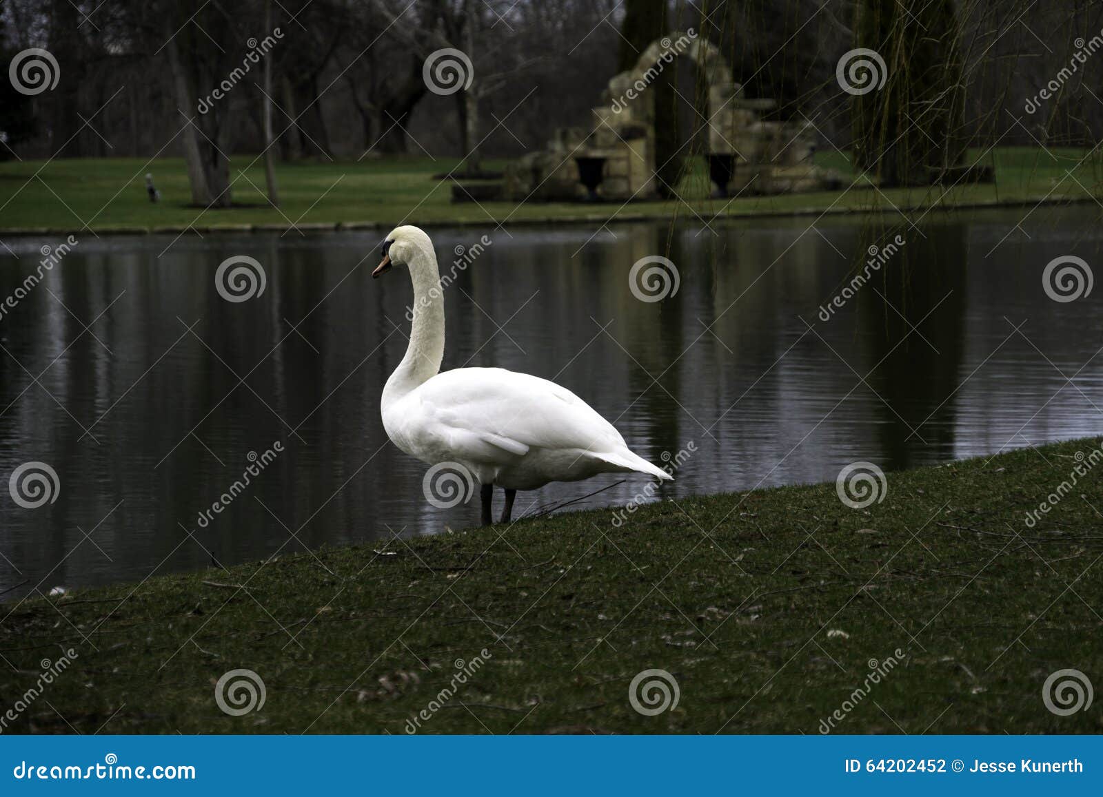 Swan on Lake in Ohio stock photo. Image of ohio, swan - 64202452