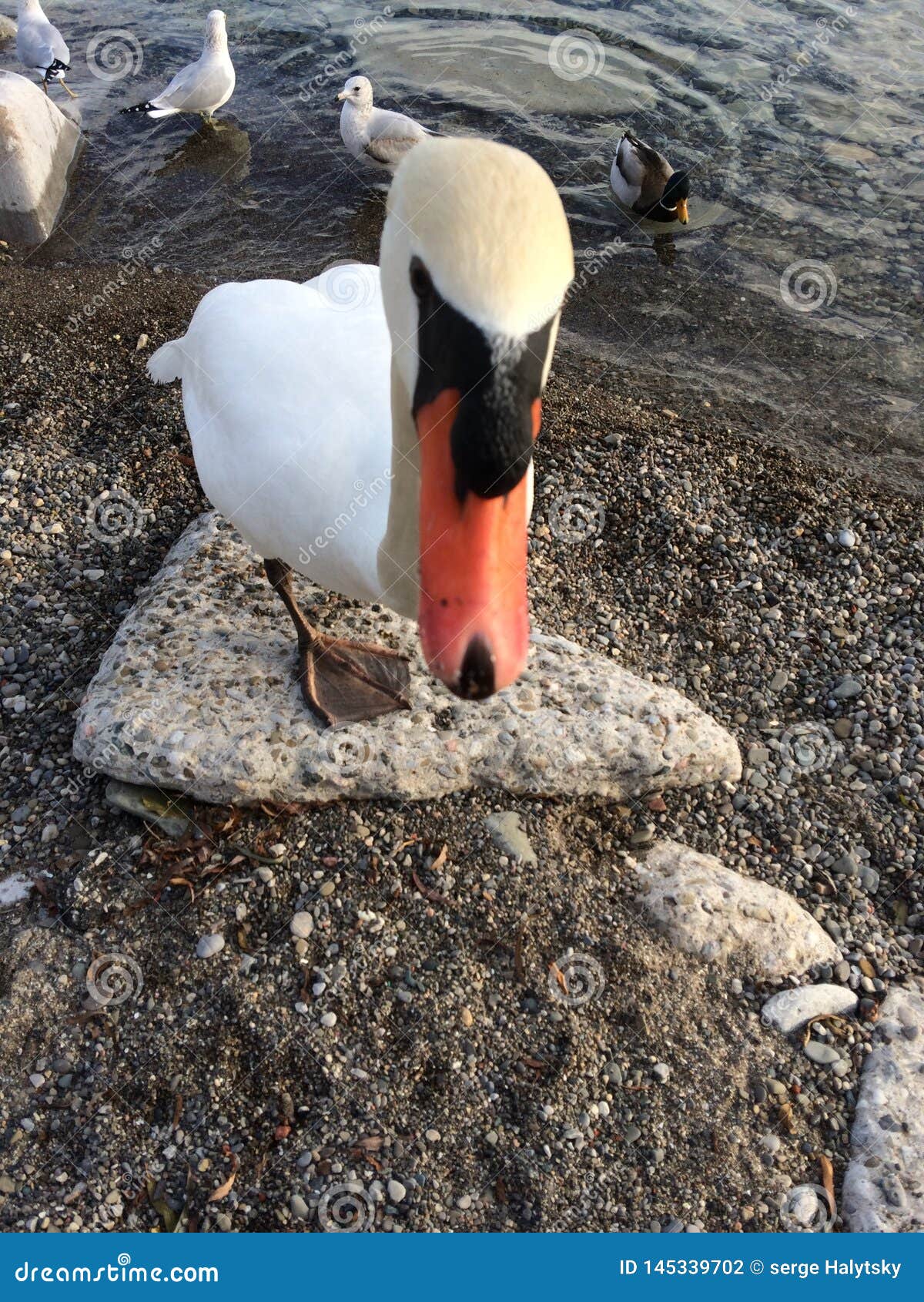 Swan at the Lake Ontario, Toronto on, Canada. Spring 2018 Stock Photo ...