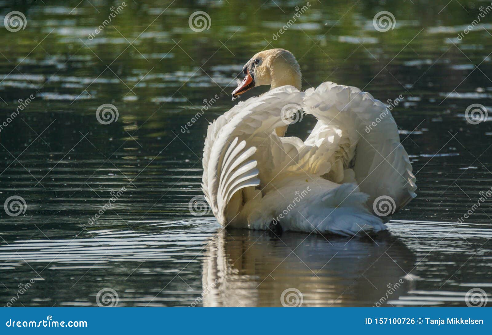 Swan on a Lake with Ruffled Wings and Reflection Stock Photo - Image of ...