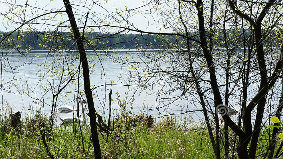 Swan stock photo. Image of scroll, firstcomp, pattern - 93063522