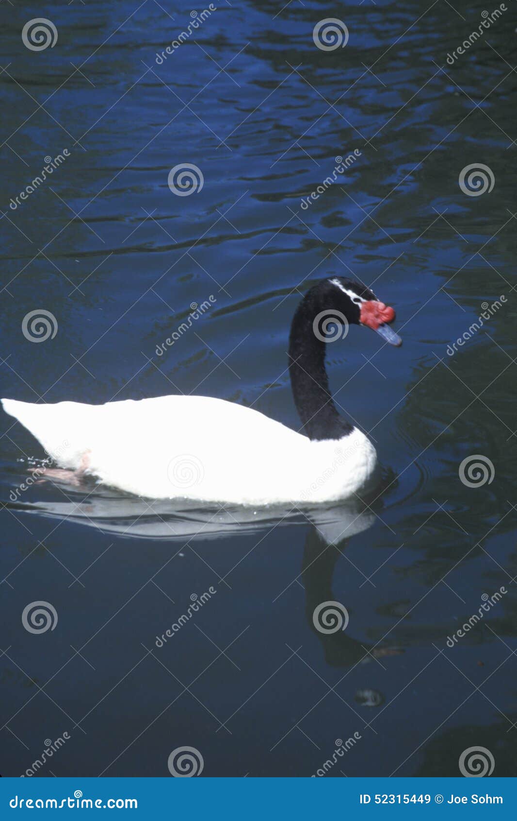 Swan in Lake, Sun Valley, ID Stock Image - Image of wildlife, animal ...