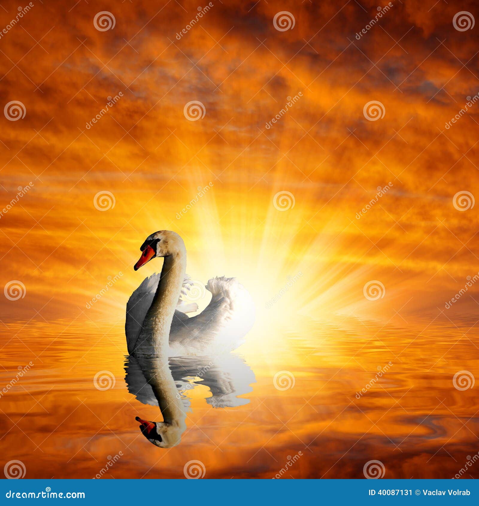 Swan on lake stock image. Image of blush, sundown, heaven - 40087131