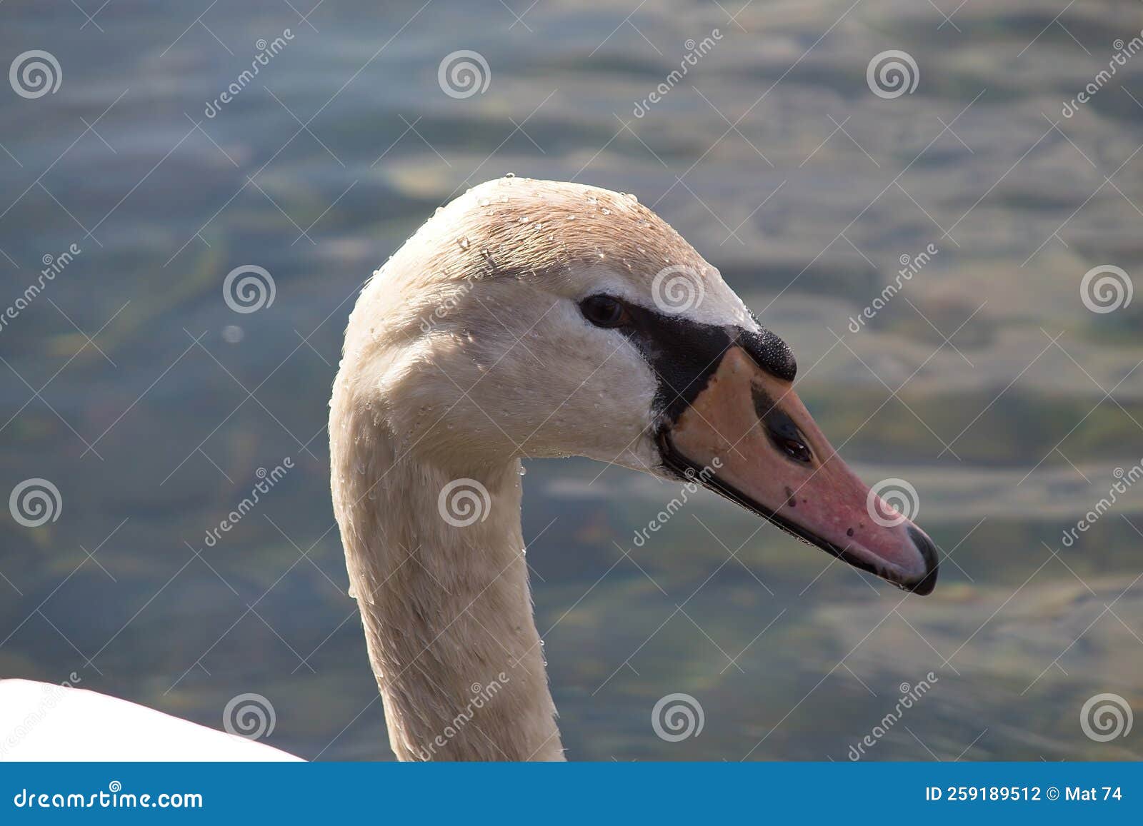 Swan on the lake stock photo. Image of wildlife, animals - 259189512