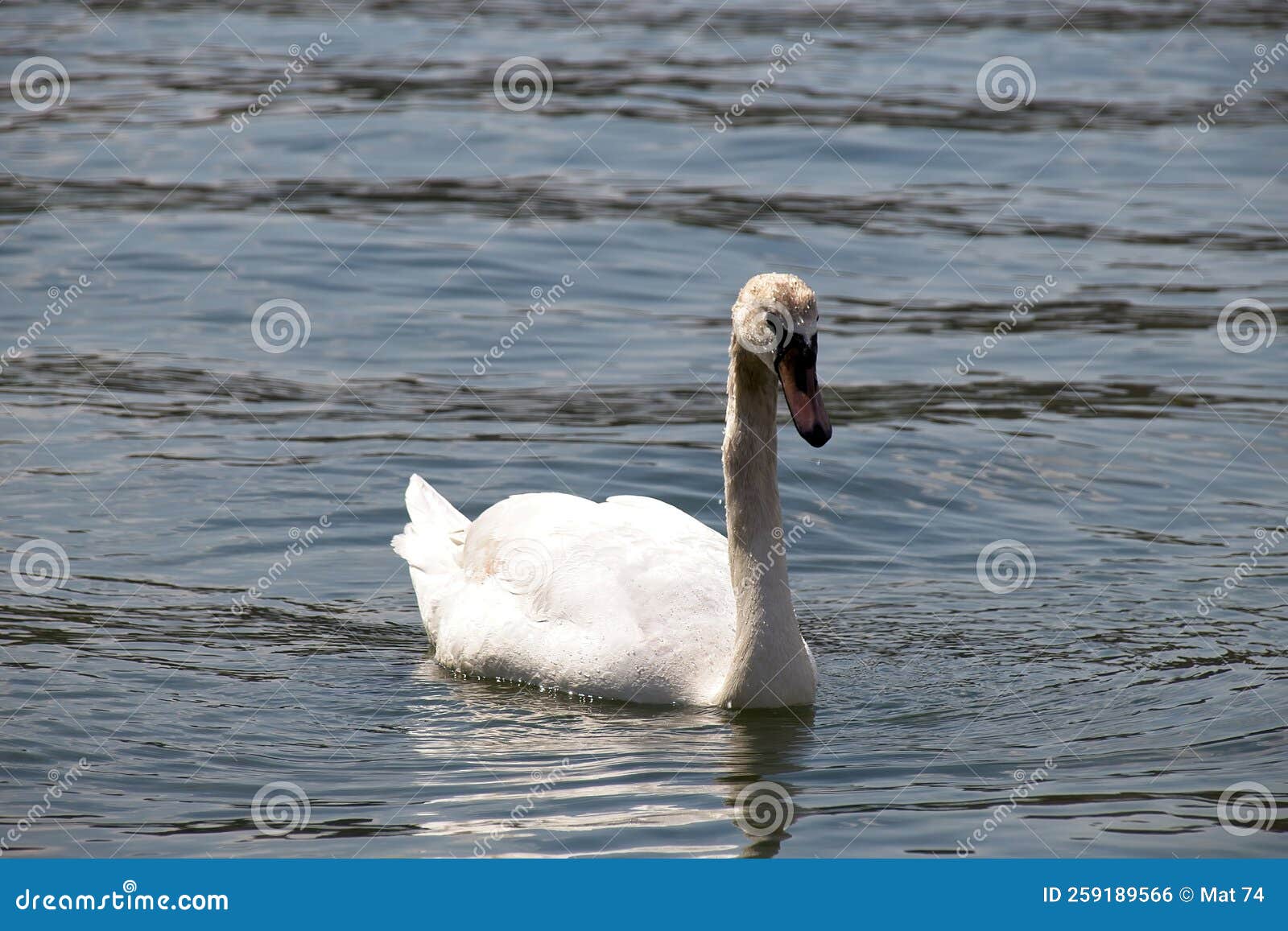 Swan on the lake stock photo. Image of wild, beauty - 259189566