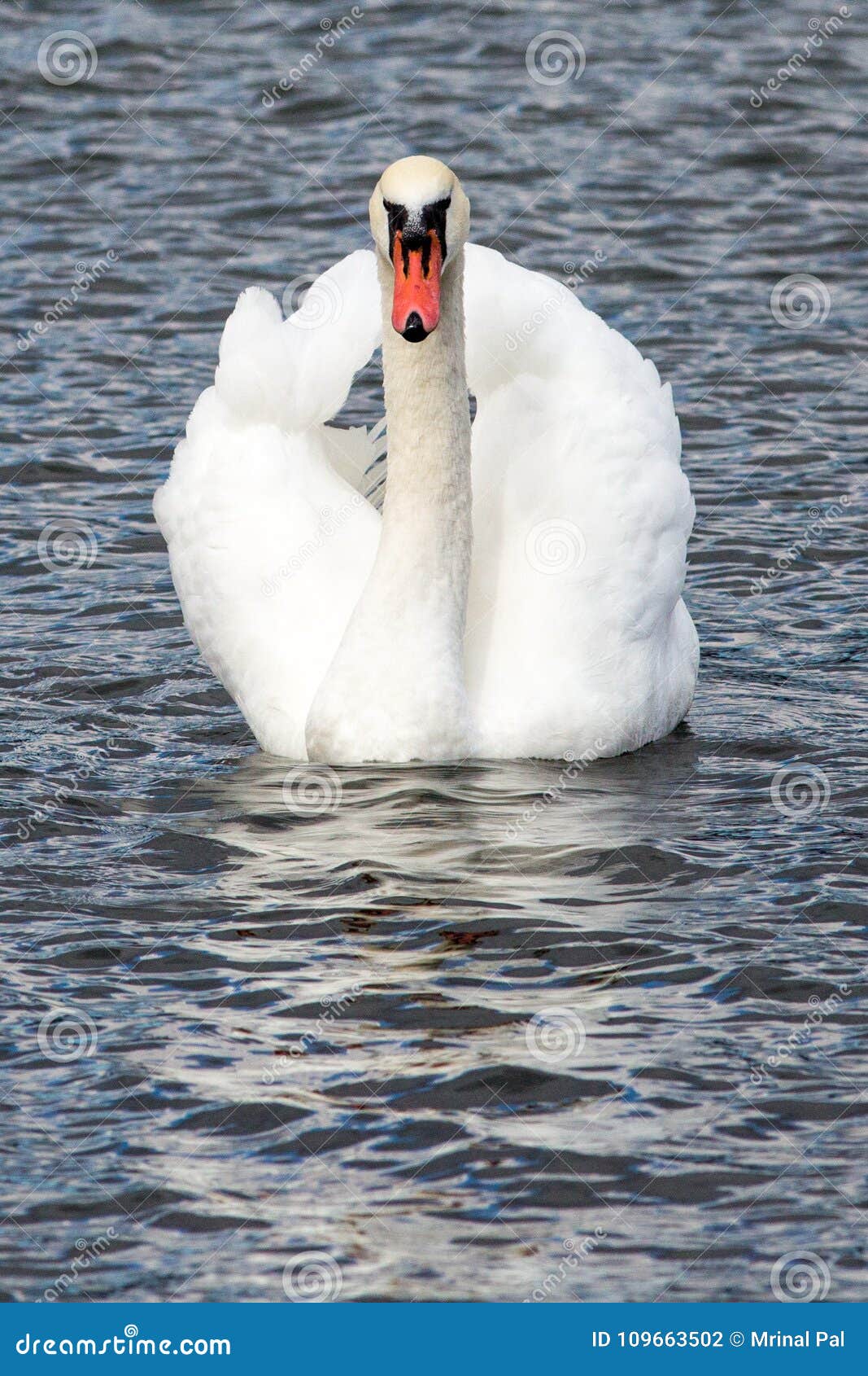 A Swan in a Lake Swimming with Front Facing Stock Photo - Image of full ...