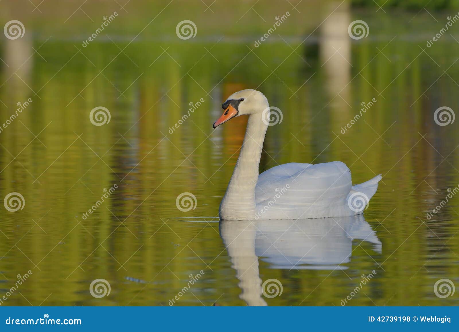 Swan on the lake water stock photo. Image of calm, feather - 42739198