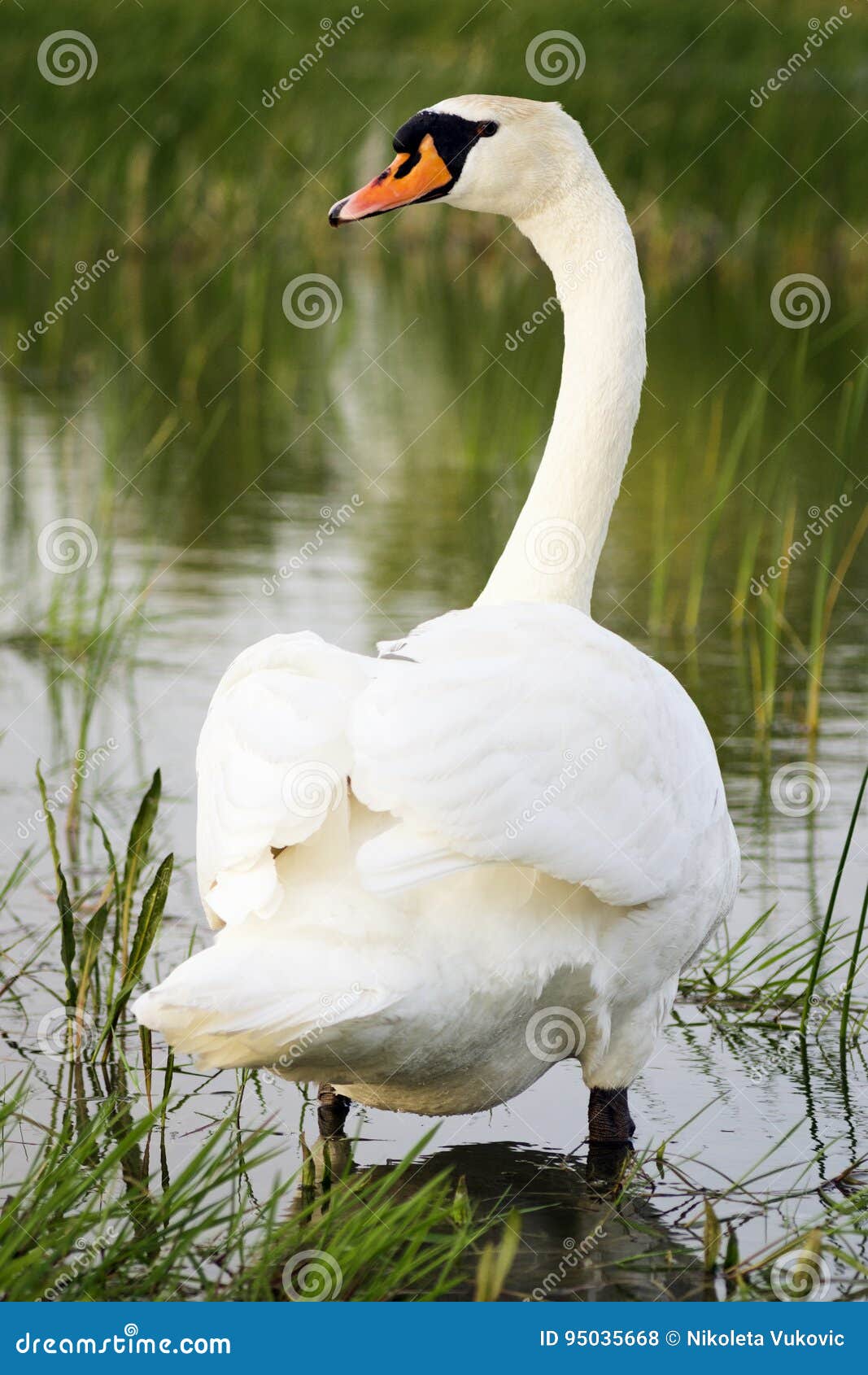 Swan in lake stock photo. Image of wildlife, animal, swan - 95035668