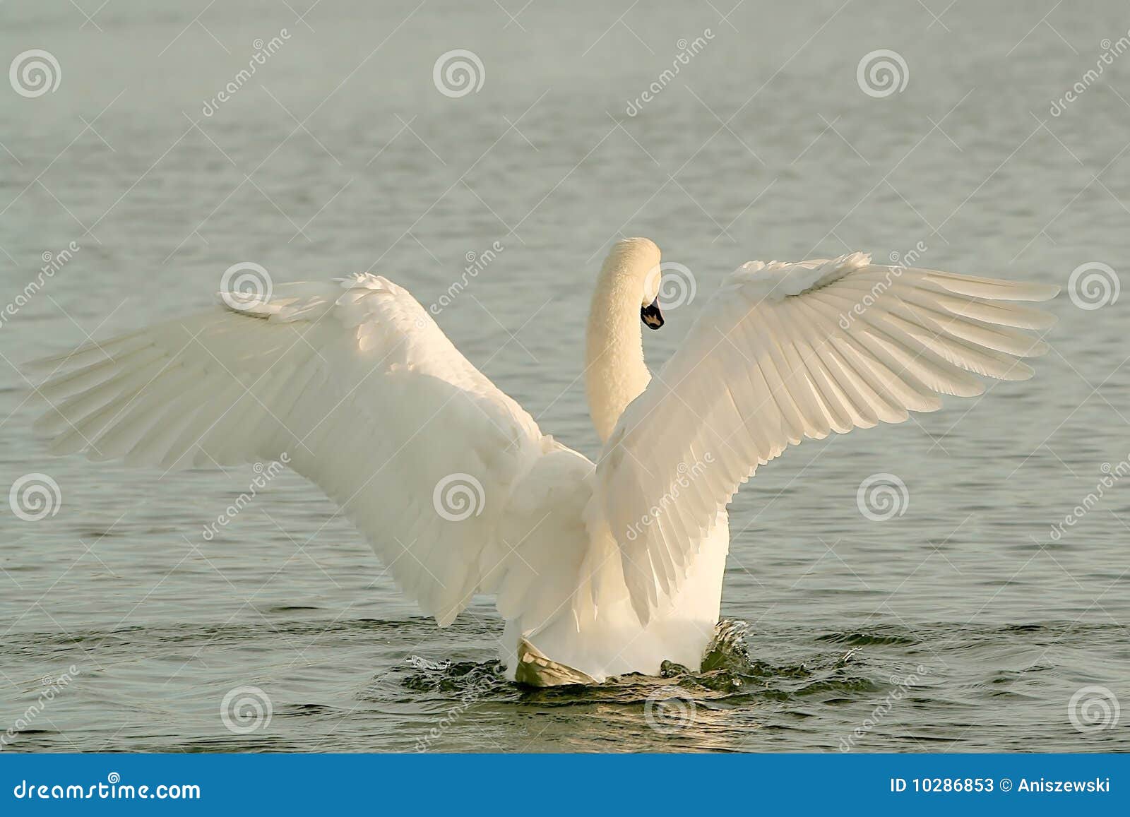 Swan on the Lake at Winter Sunrise Stock Image - Image of elegance ...
