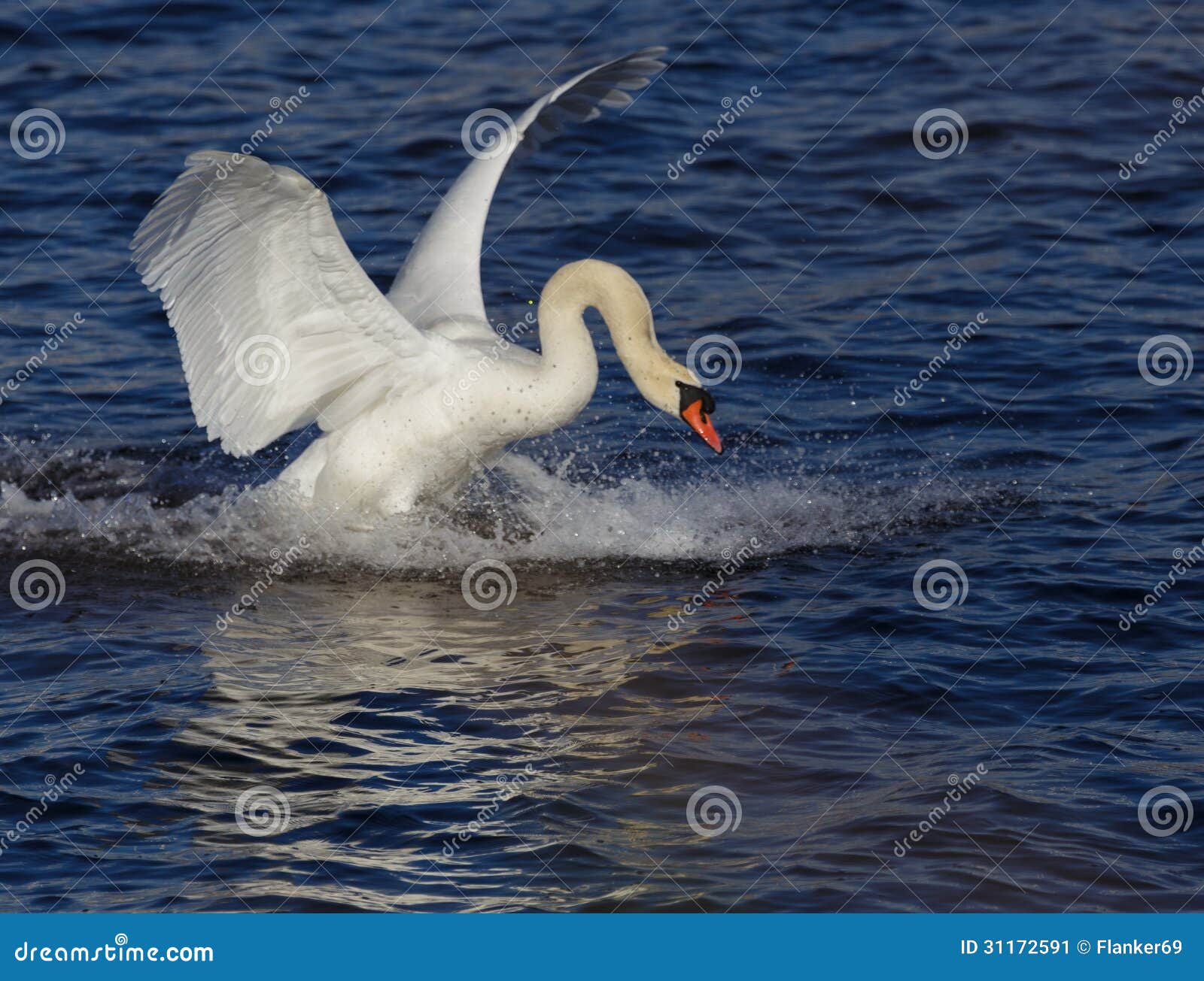 Swan_landing_4 stock image. Image of limhamn, spring - 31172591